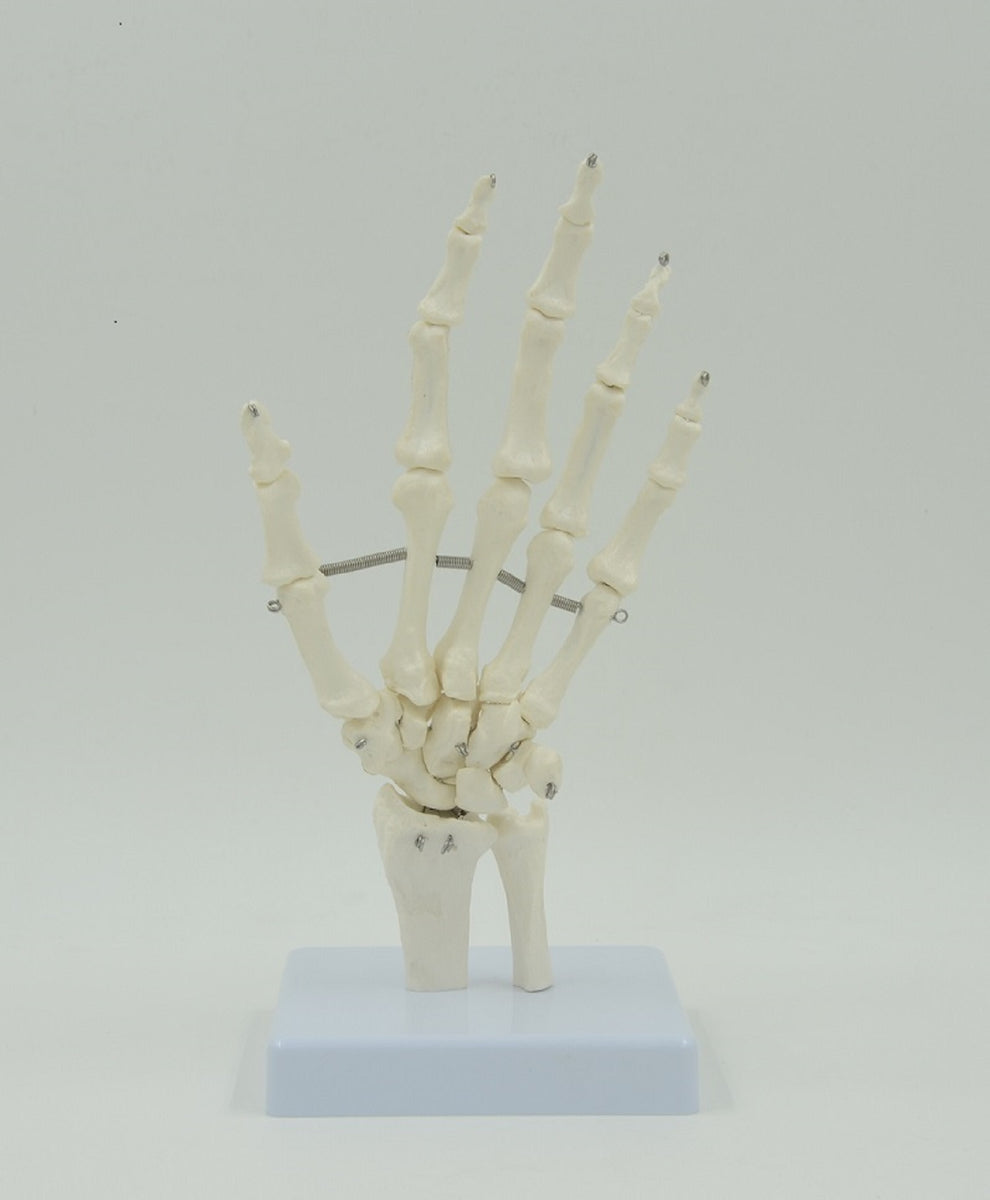 HAND BONE MODEL – My Store