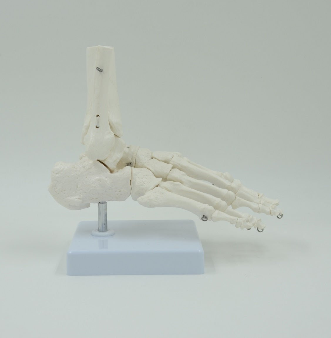 FOOT BONE MODEL – My Store