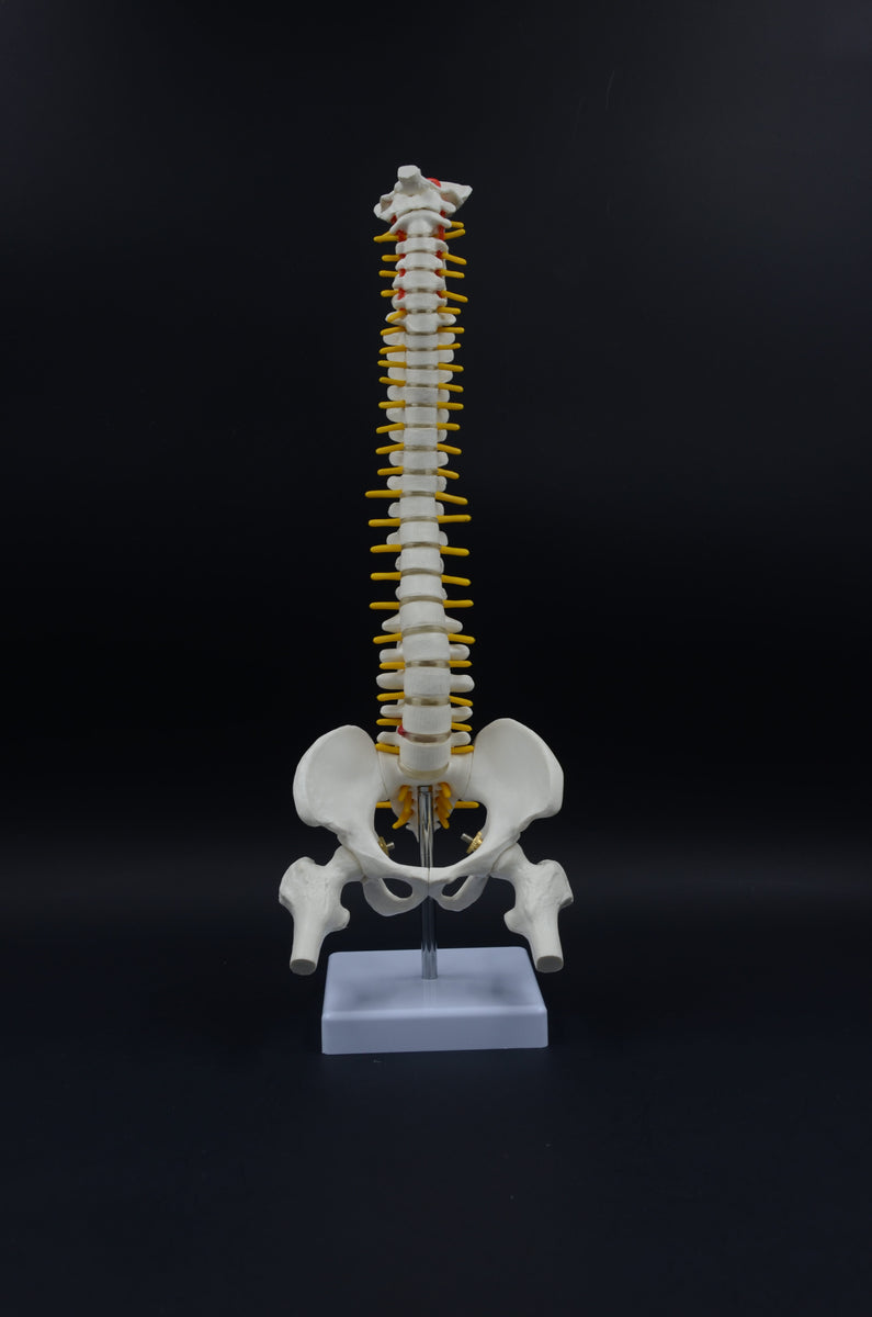 CLASSIC FLEXABLE SPINAL COLUMN MODEL – My Store