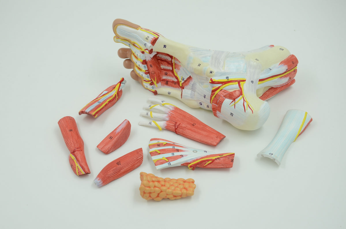 ANATOMY OF THE FOOT MODEL , 9-PARTS – My Store