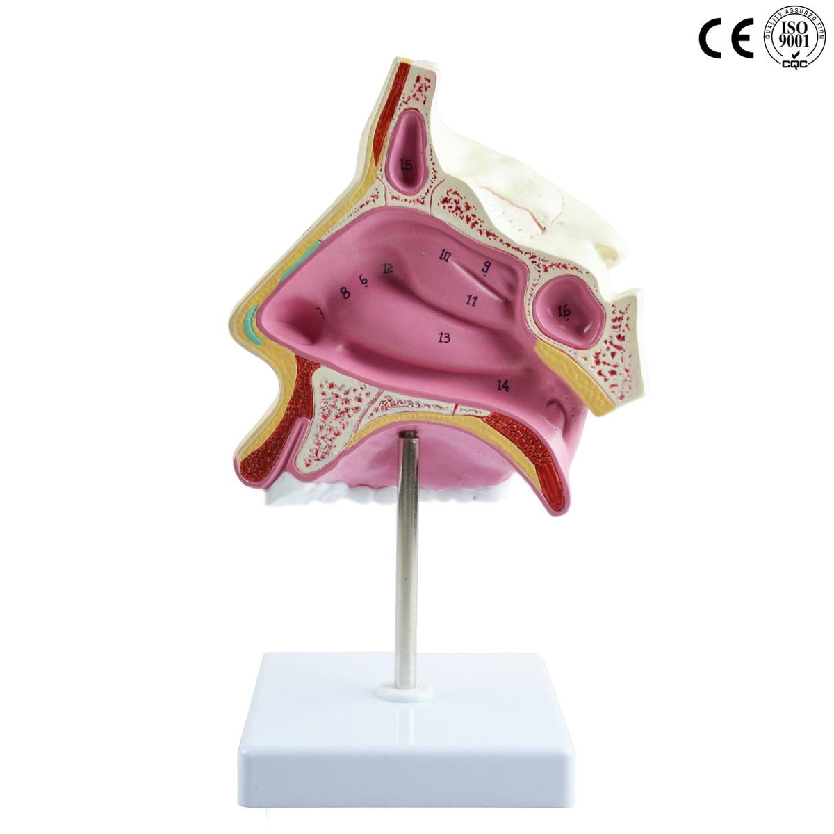 NASAL CAVITY MODEL ,LIFE SIZE – My Store