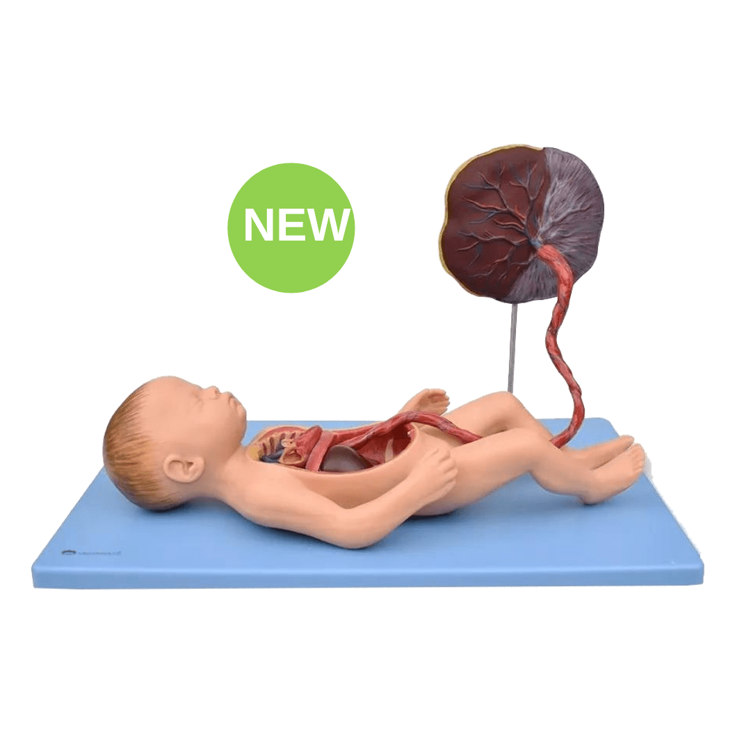 Fetal Blood Circulation Model – My Store