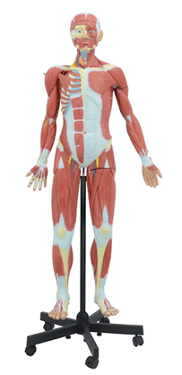 32-Part Human Muscle Model – My Store