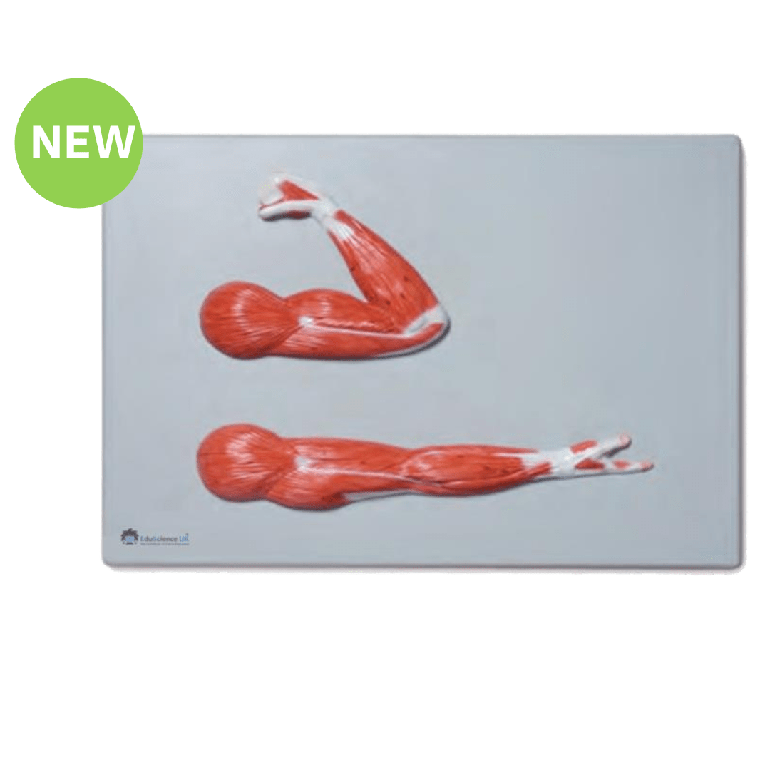 Arm Muscles Detailed Model – My Store